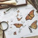 Monarch Butterfly Unit Study 42 Pages - Etsy