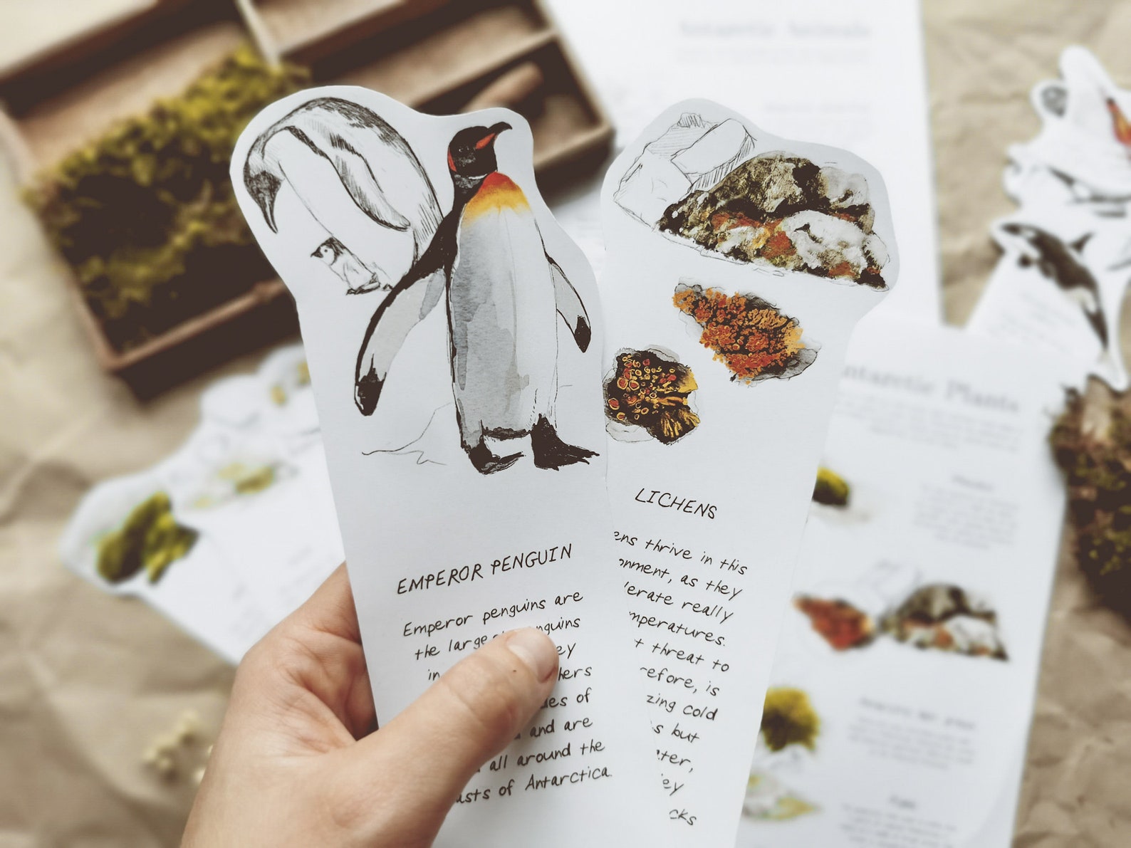 Antarctica Unit Study - Etsy