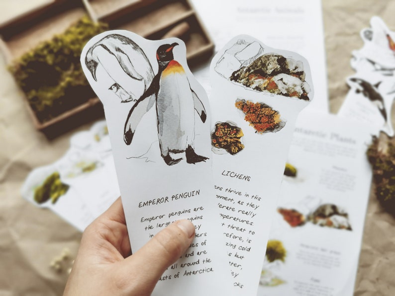 Antarctica Unit Study - Etsy