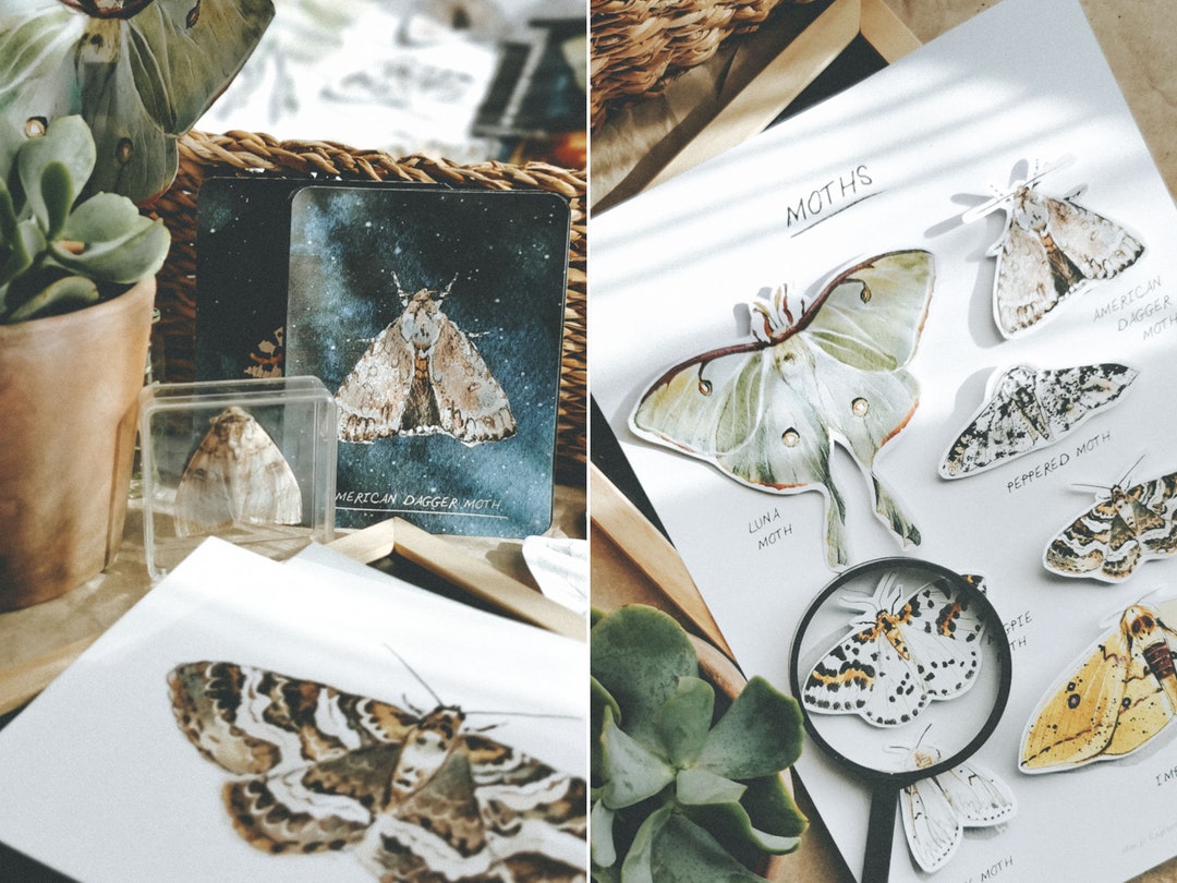 Moth Unit Study - 46 Pages - Etsy