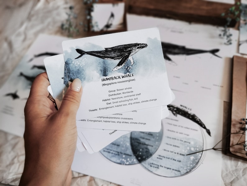 Whale Unit Study | Etsy