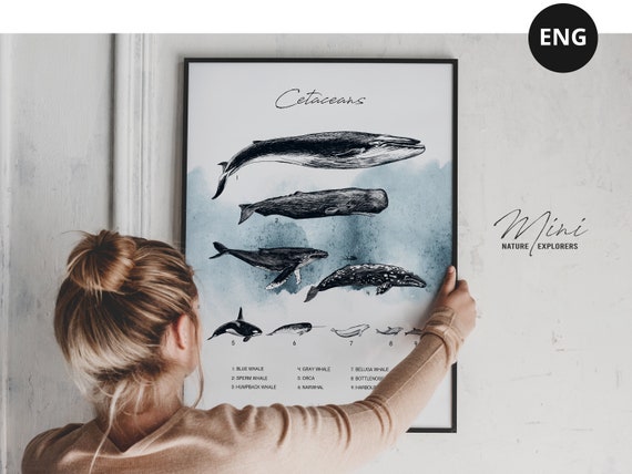 Educational Cetaceans print for classroom Whale and dolphin | Etsy