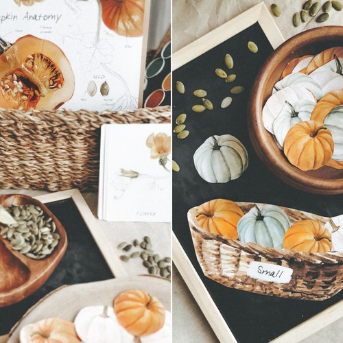 PUMPKIN Life Cycle Unit Study MINI Printable Pumpkins Bundle - Etsy