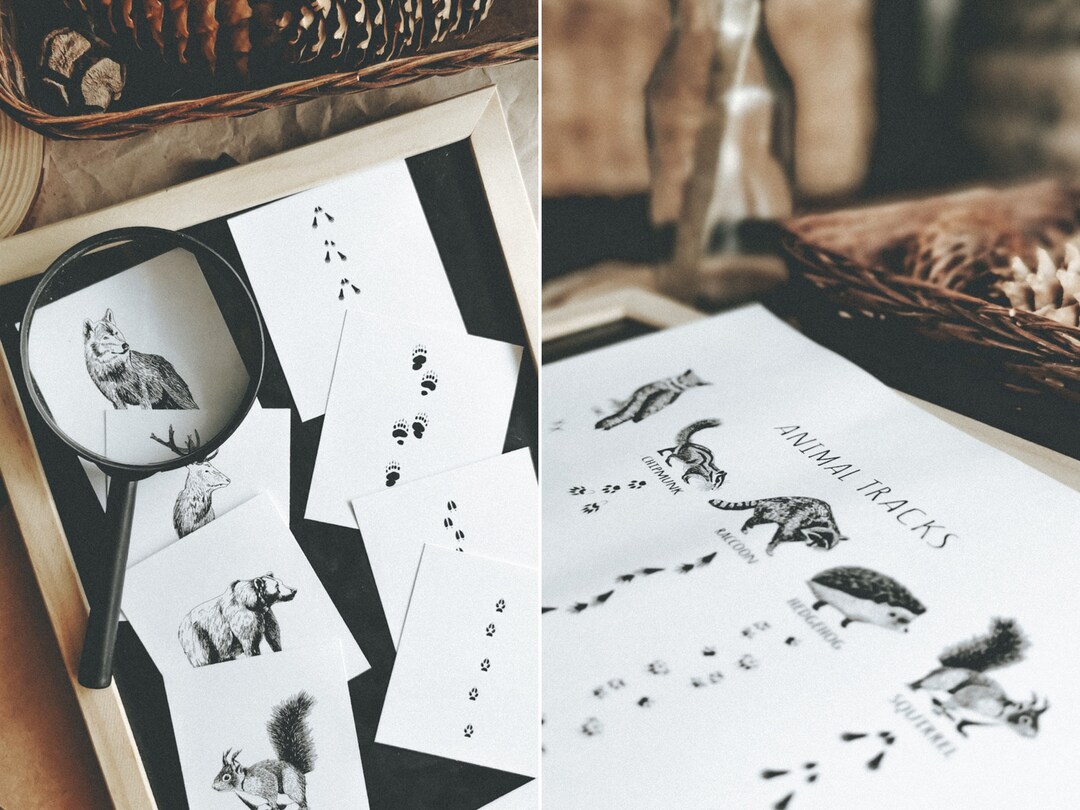 Printable Animal Tracks, Print + Cards, Forest Animal Tracks Guide ...