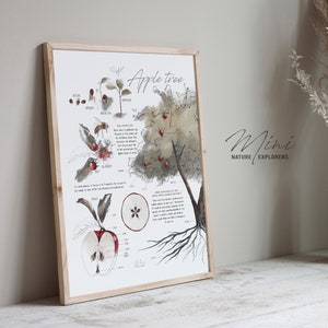 Educational Apple Tree Print for Classroom, Printable Homeschooling ...
