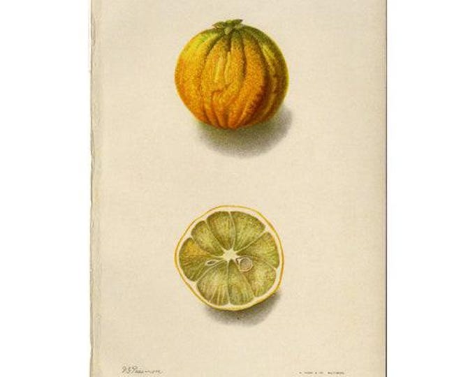 Vintage 1904 Willits Citrange Lithograph D G Passmore Artist Signed ...