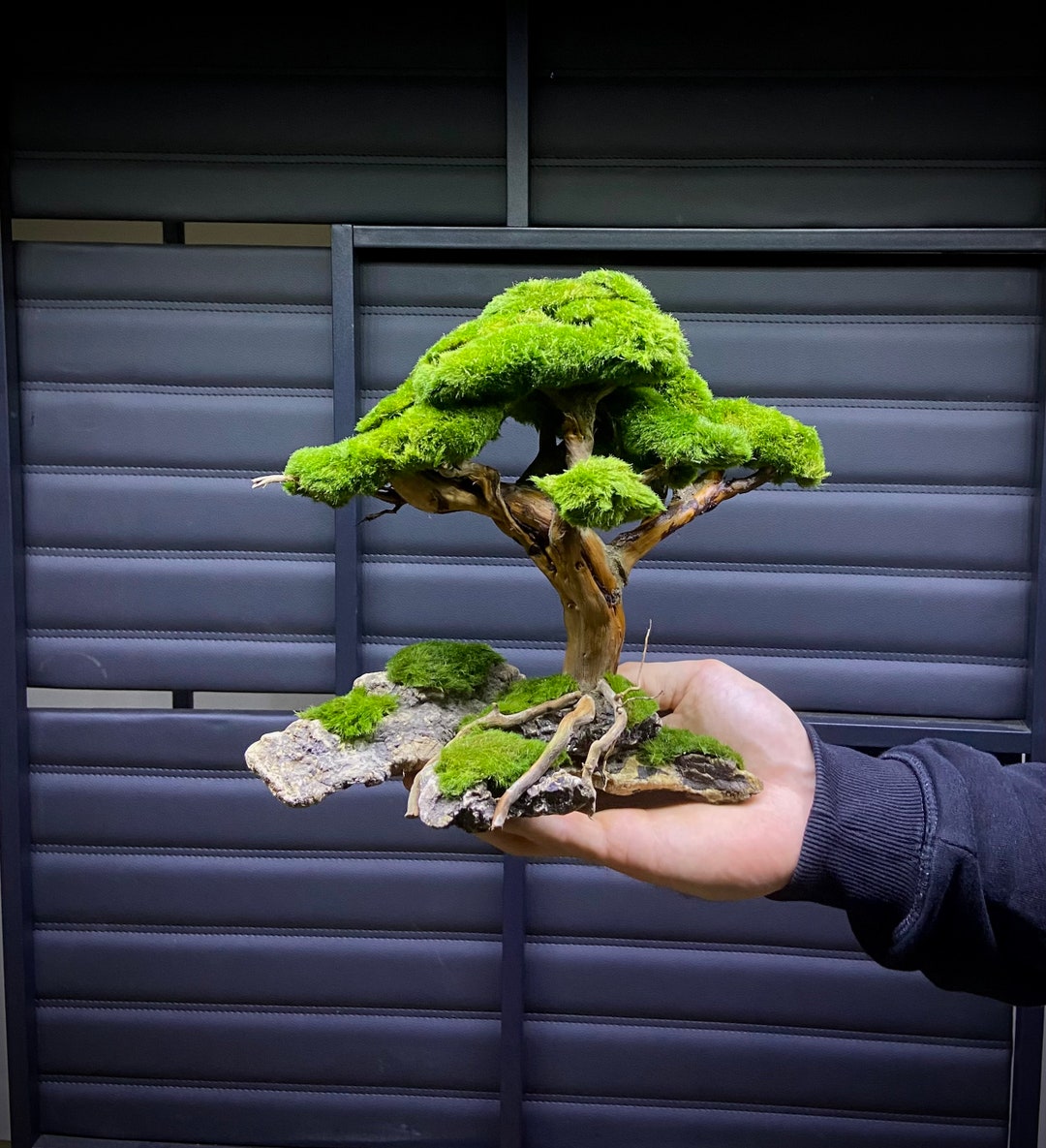 Nano Aquarium Bonsai Tree - Etsy