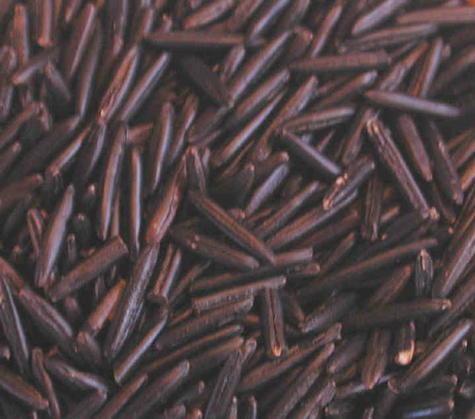 FANCY WILD RICE 50 Lbs. Grown in California. Wild Rice Bulk Foods First ...