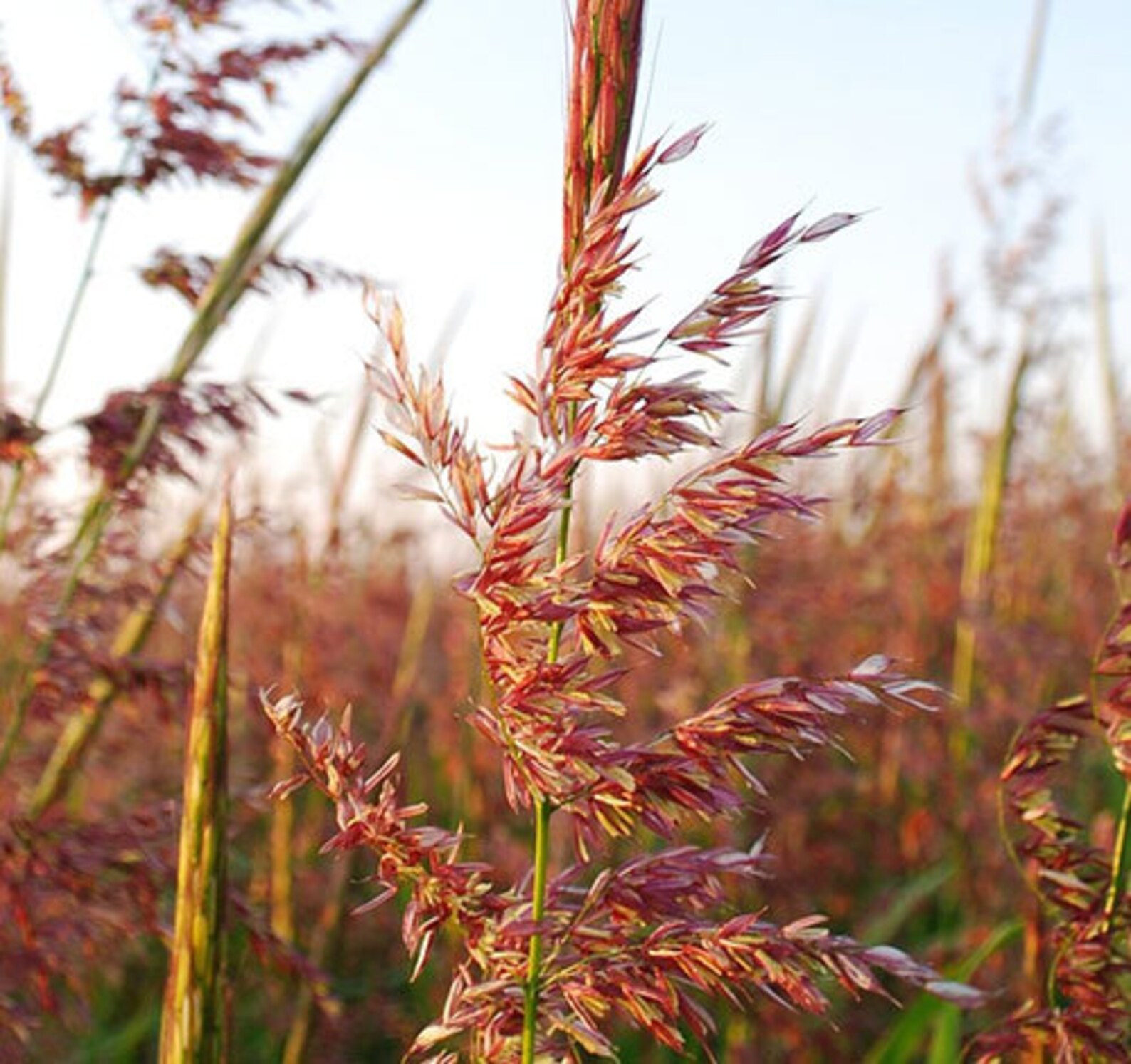 FANCY WILD RICE 50 Lbs. Grown in California. Wild Rice Bulk Foods First ...