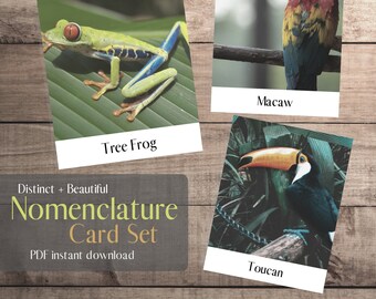 Forest Plant and Animal Nomenclature, Flash Cards, and Display Cards ...