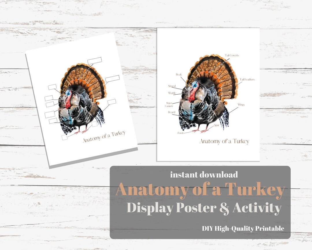 Anatomy of a Turkey Poster Print Set With Bonus Activity - Etsy