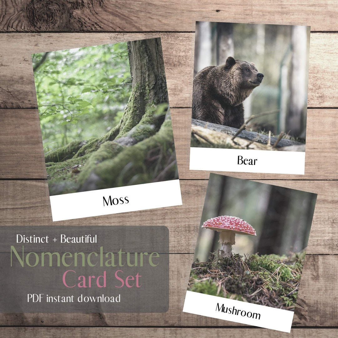 Forest Plant and Animal Nomenclature, Flash Cards, and Display Cards ...