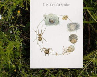Life Cycle of Spider - Etsy