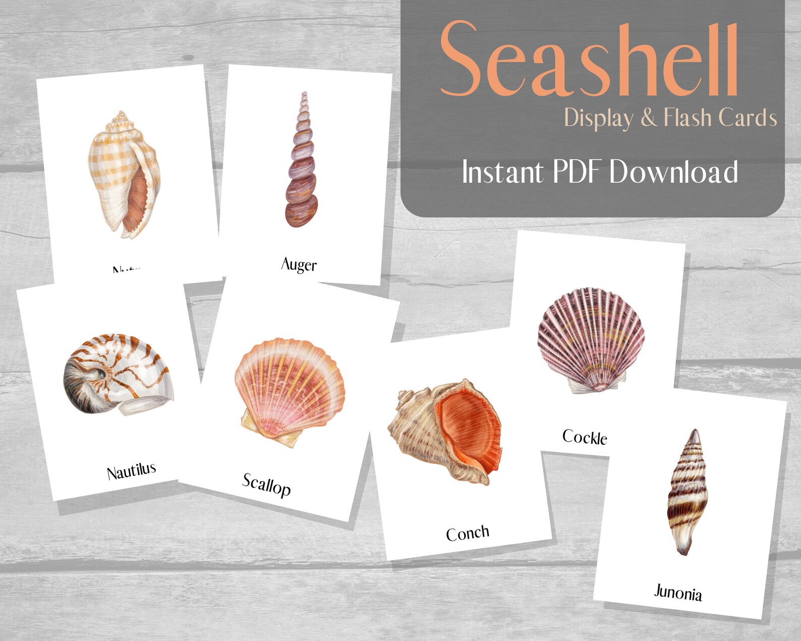 Seashell Display and Flash Cards | Etsy