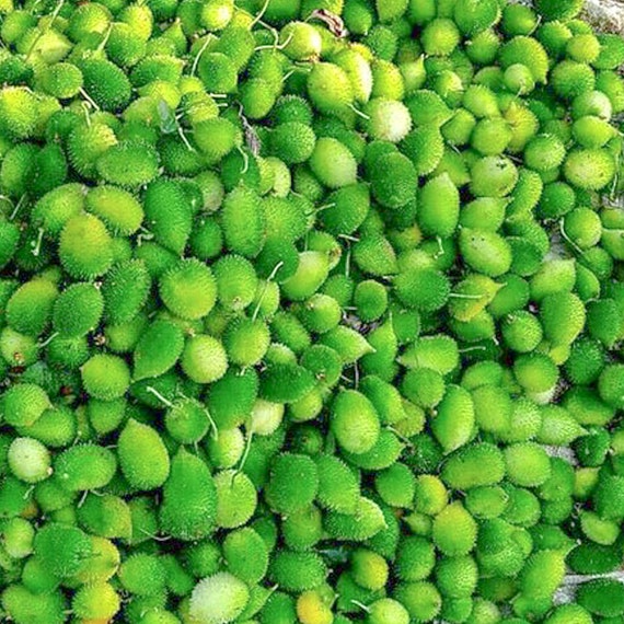 Spiny gourd seeds Momordica Dioica seeds Teasle gourd seeds FRESH NEW ...
