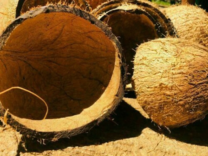 100% Natural High Quality Washed & Sun Dried Coconut Shell - Etsy
