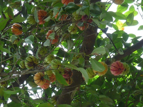 Garcinia Cambogia Fruit Tree