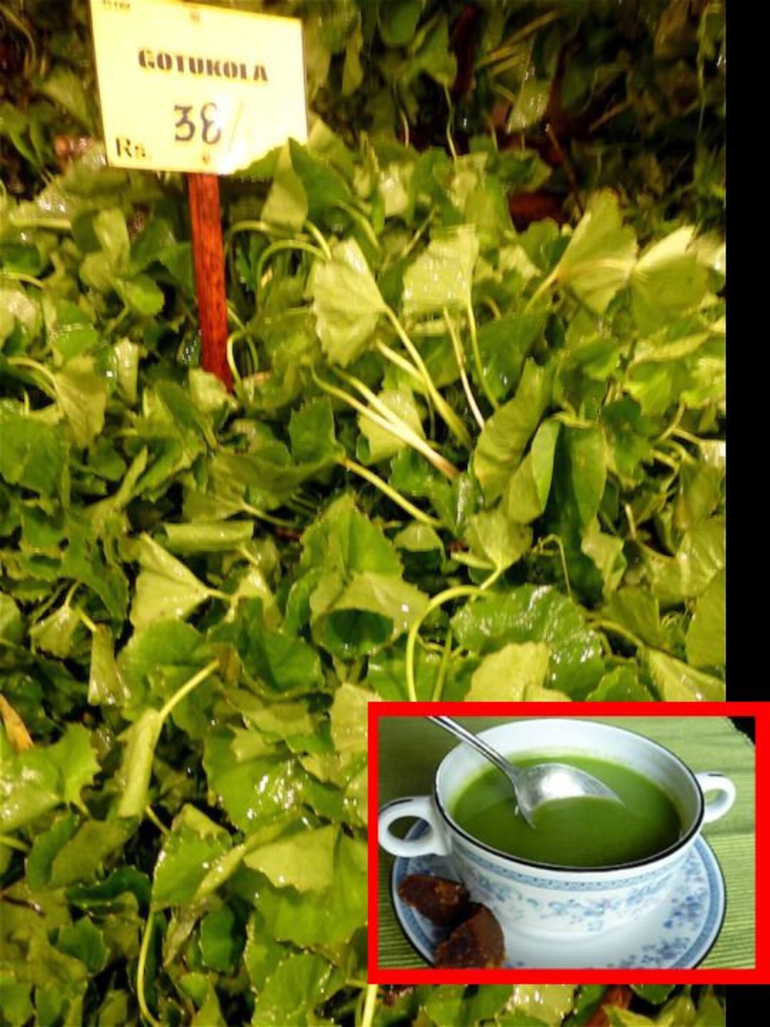 Neermulli/ Marsh Barble/ Hygrophila Schulli 100% Natural - Etsy