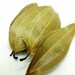 100+ Organic Sun Dried Cinnamon Leaves Ceylon Cinnamon Leaf - Etsy
