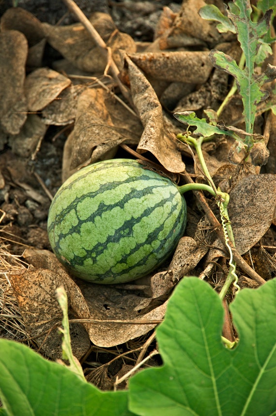 Bonsai Watermelon