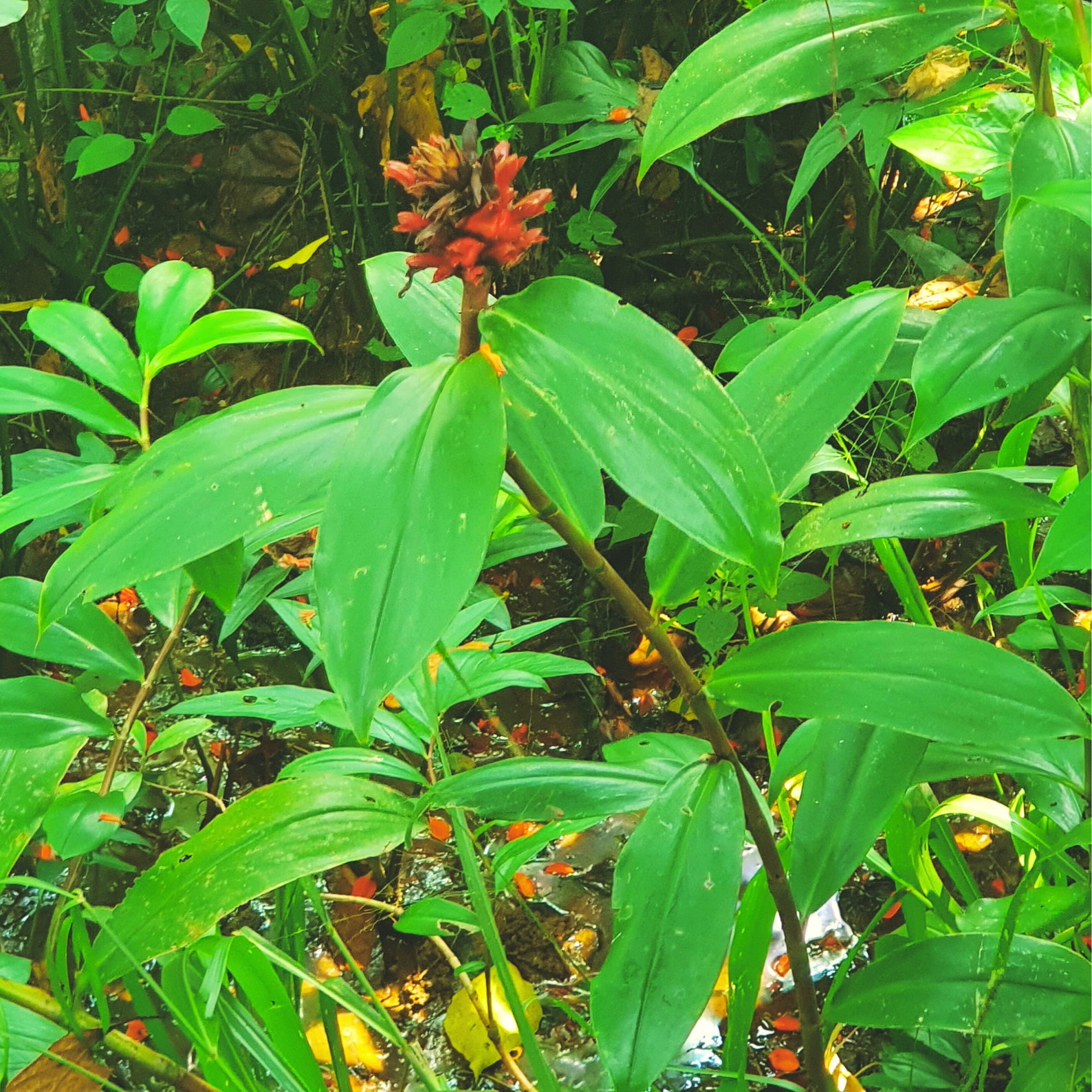 50 Fresh Insulin Plant Leaves Organic & Sustainably Sourced - Etsy