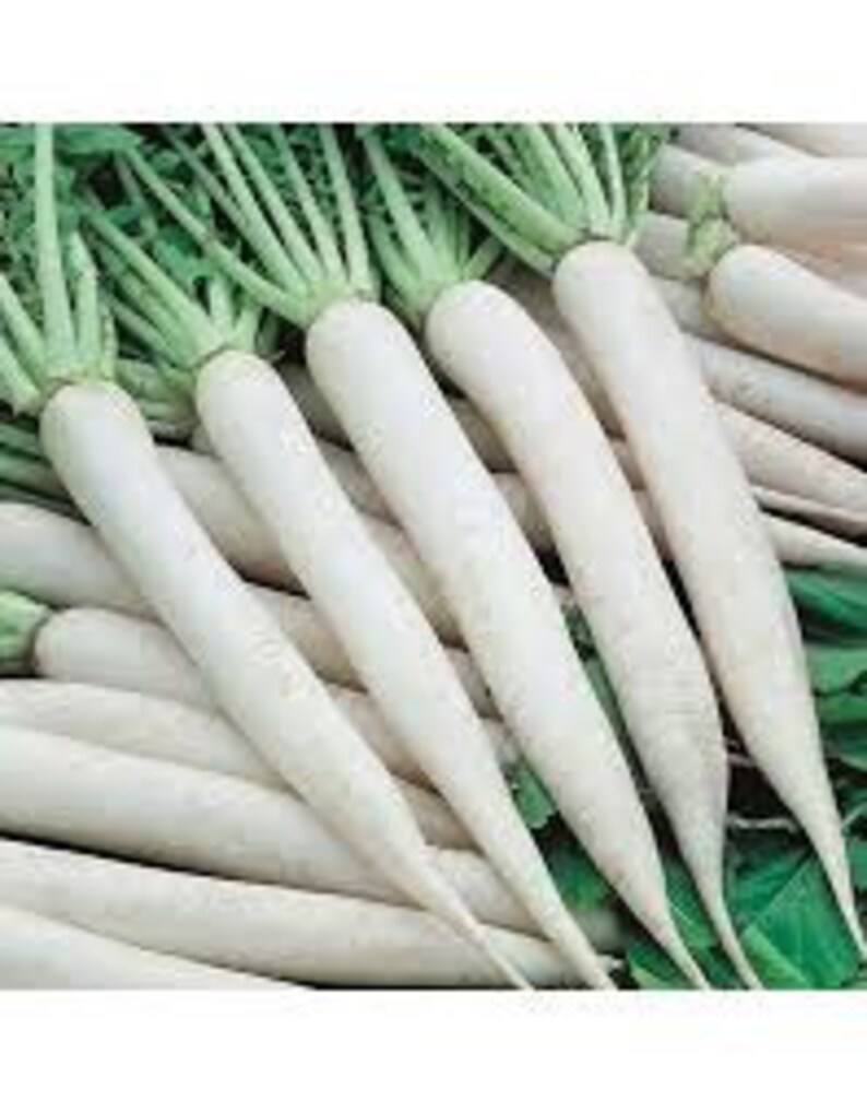 Long Radish Seeds Pack for Home Garden From Sri Lanka Ceylon - Etsy