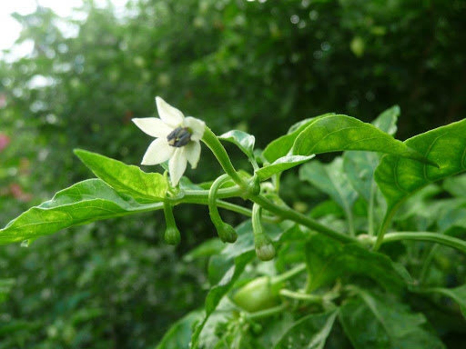 Dry Capsicum Annuum Planting Seeds Packet - Etsy UK