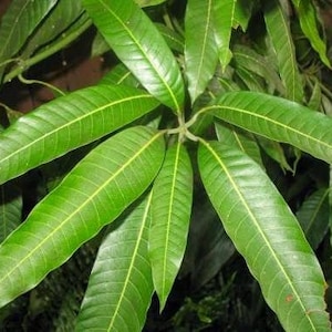 Mango Leaves 100% Organic Mango/ Mangifera Natural Leaf Fresh and Not ...