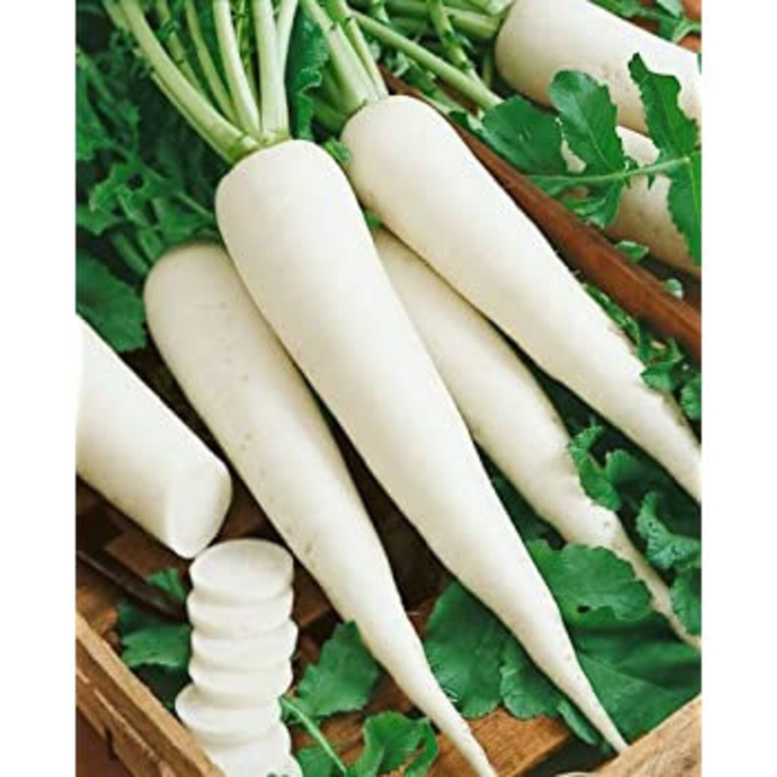 Long Radish Seeds Pack for Home Garden From Sri Lanka Ceylon - Etsy