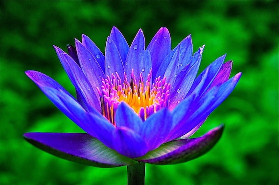 Egyptian lotus store