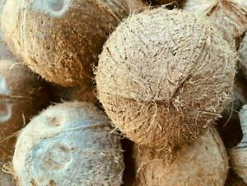 100% Natural High Quality Washed & Sun Dried Coconut Shell - Etsy