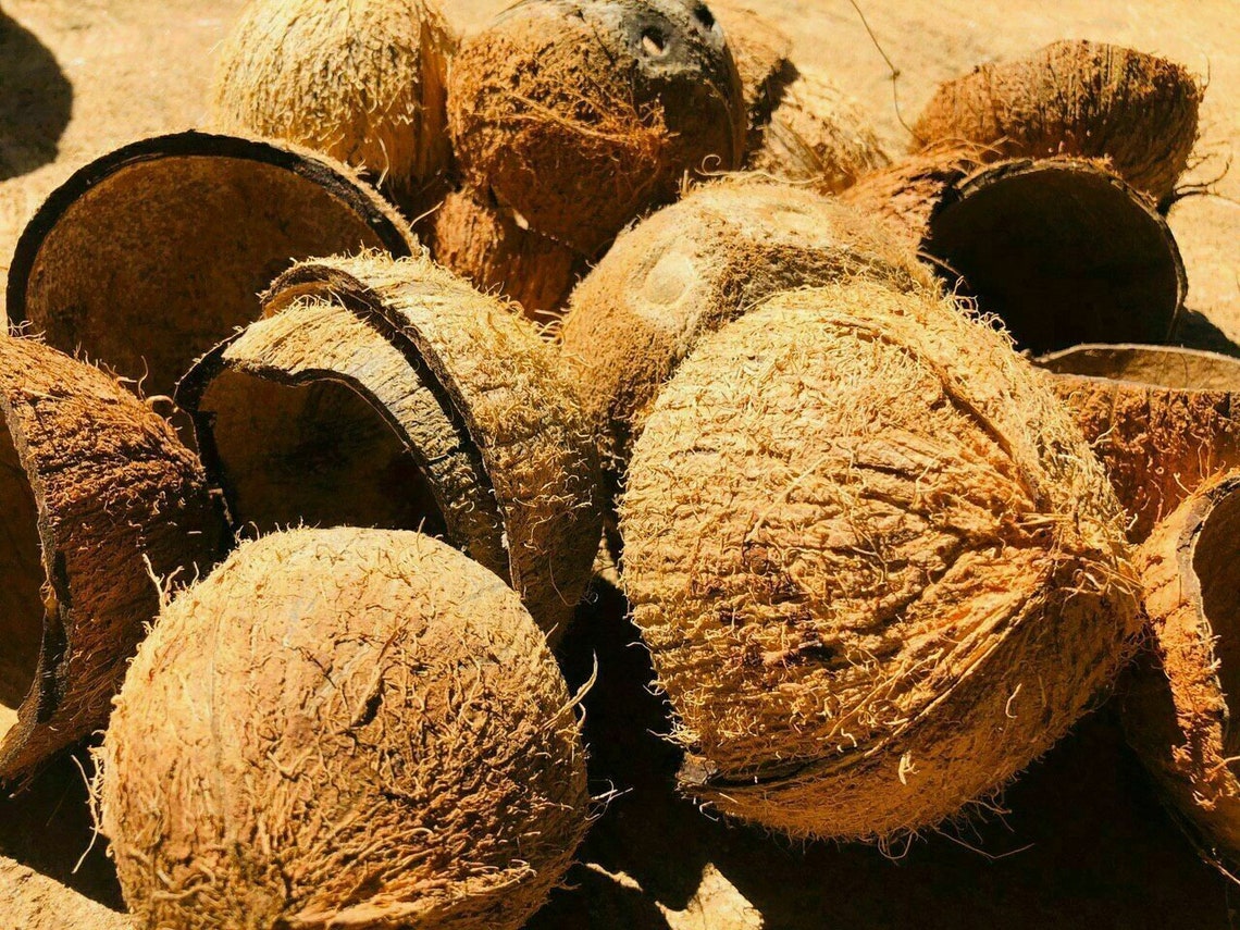 100% Natural High Quality Washed & Sun Dried Coconut Shell - Etsy