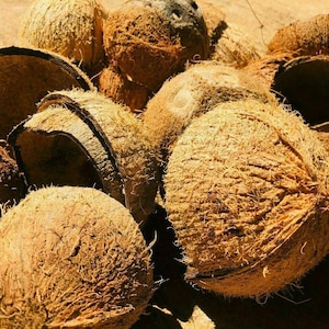 100% Natural High Quality Washed & Sun Dried Coconut Shell Halves - 2 ...