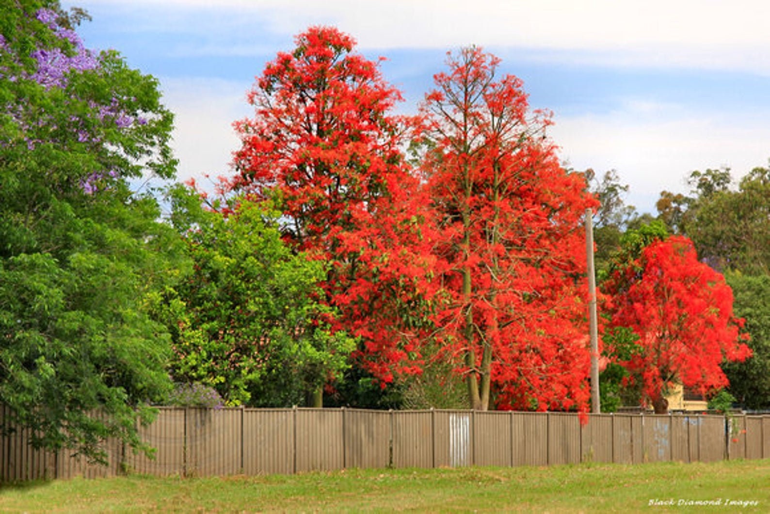 Brachychiton Acerifolius Illawarra Flame Tree 10 seeds | Etsy