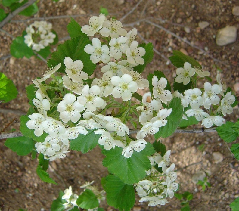 Crataegus mollis, Downy Hawthorn, Red Hawthorn Fresh Harvest - 10 Seeds ...