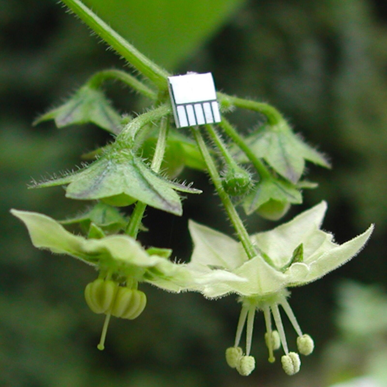 Jaltomata Procumbens Xaltomatl Creeping False Holly 10 - Etsy Canada