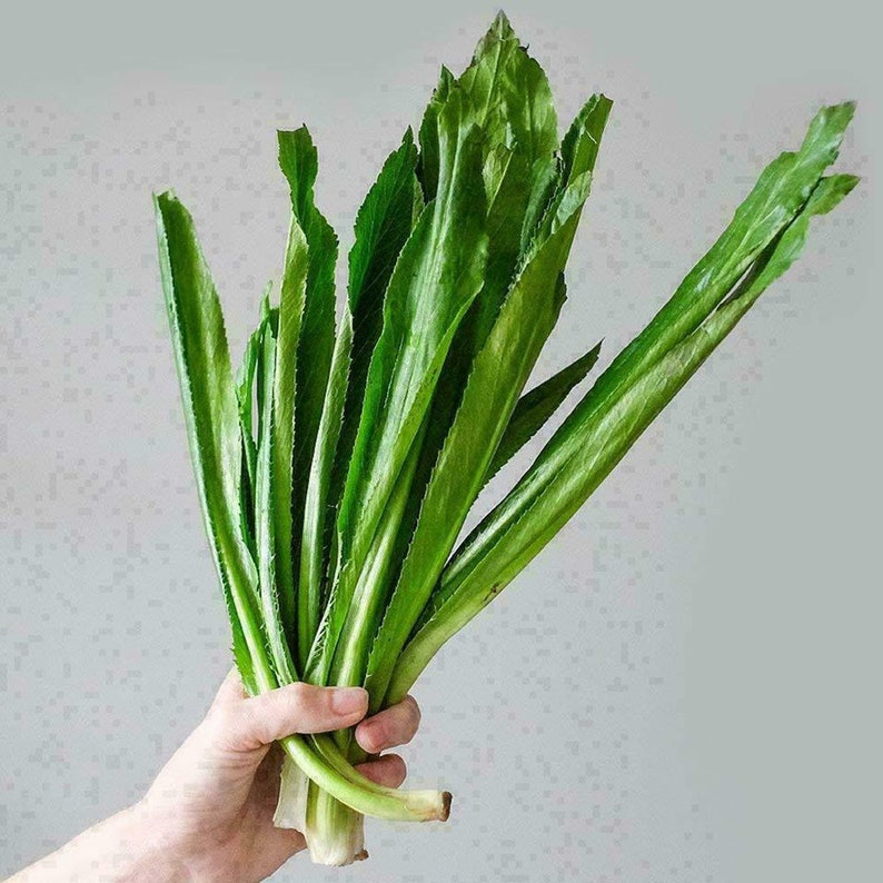 Eryngium Foetidum Mexican Coriander Culantro 500 Seeds | Etsy