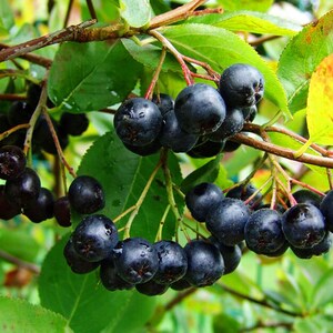 BLACK CHOKEBERRY Aronia Melanocarpa 50 Seeds Bonsai - Etsy
