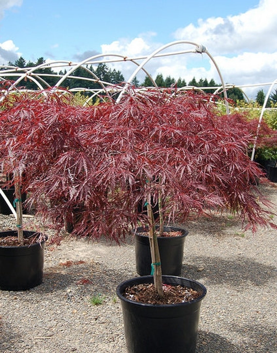 Acer Palmatum Atropurpureum Rode Japanse Esdoorn Bonsai | Etsy Nederland