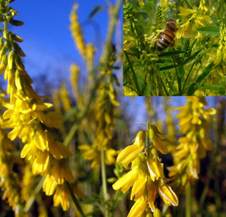 3000 YELLOW SWEET CLOVER Melilotus Officinalis Flower Seeds | Etsy