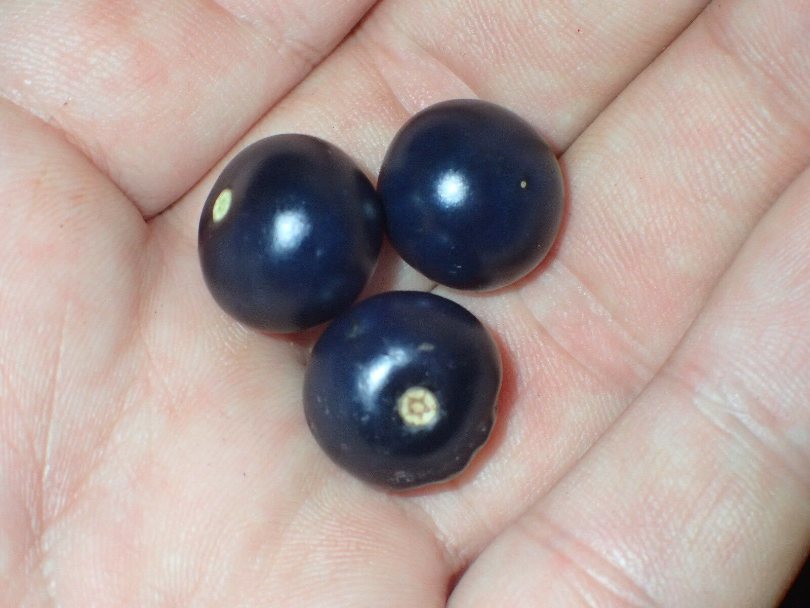 Jaltomata Procumbens Xaltomatl Creeping False Holly 10 - Etsy Canada