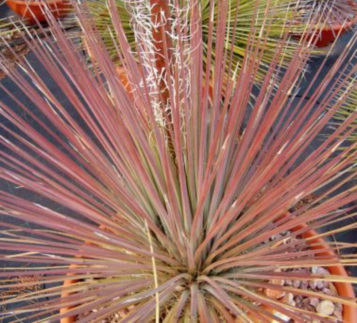 Agave Stricta Rubra Red Hedgehog Agave Perennial Spiny | Etsy