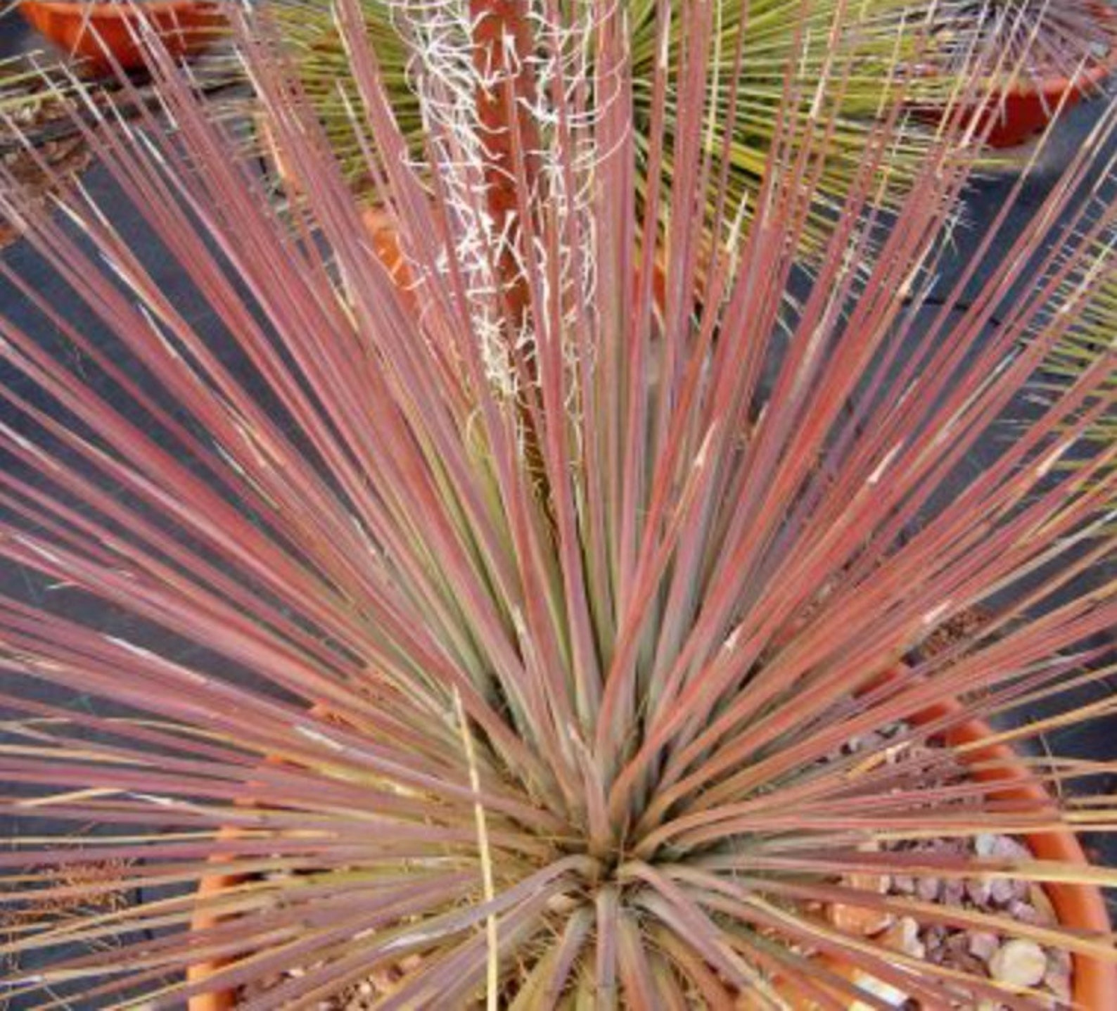 Agave Stricta Rubra Agave Erizo Rojo Suculenta Espinosa - Etsy México