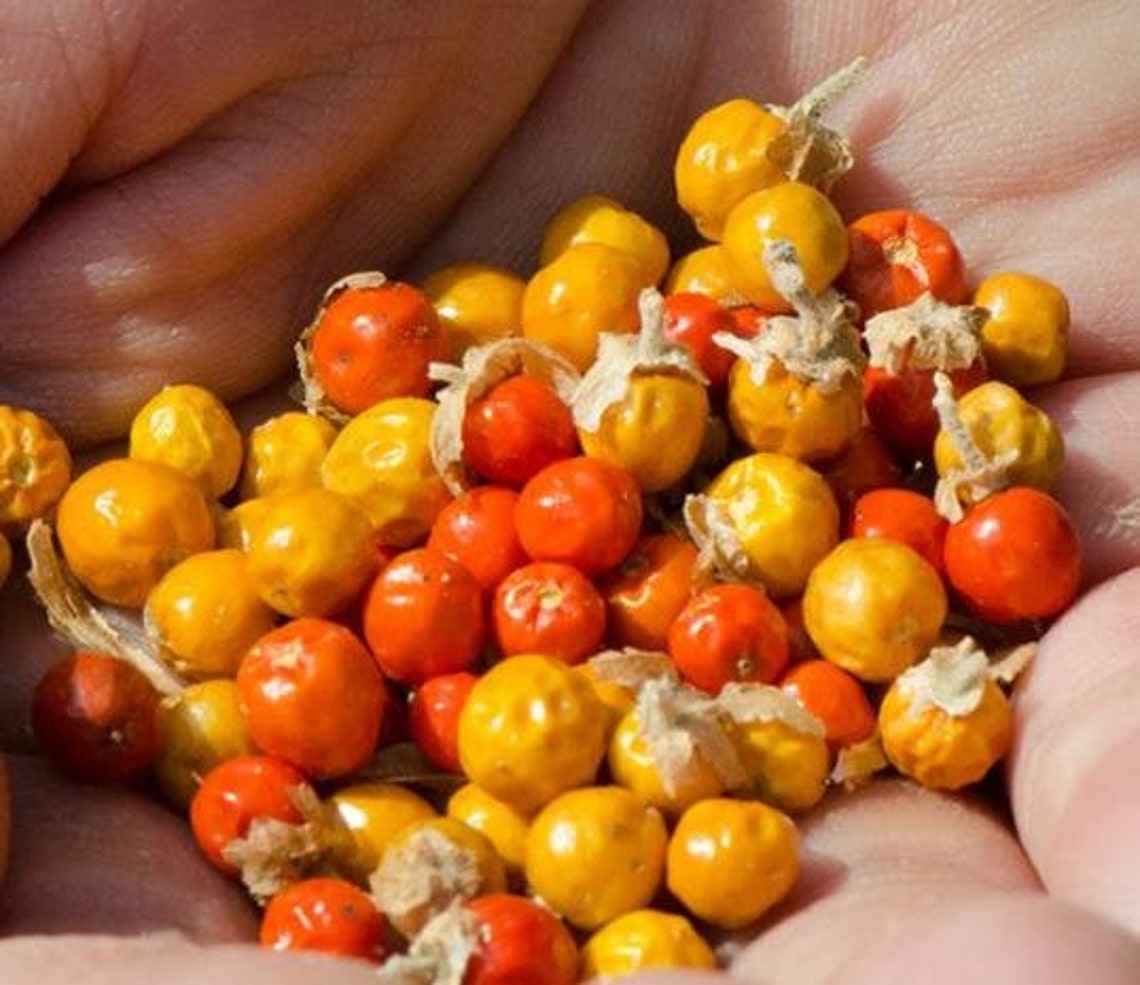 50 Ashwagandha Seeds Organic Withania somnifera Seeds | Etsy