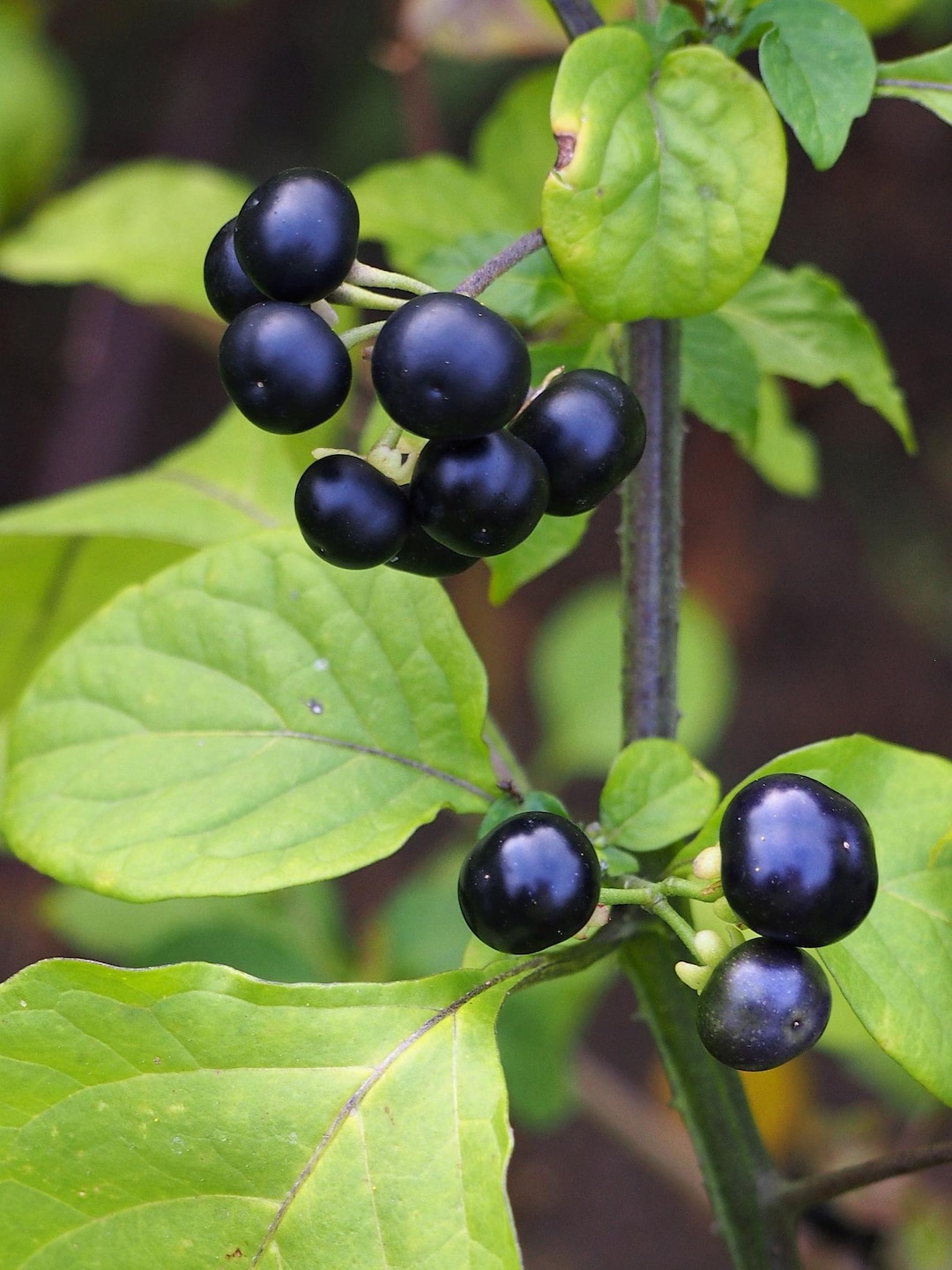 Jaltomata Procumbens Xaltomatl, Creeping False Holly 10 Seeds - Etsy Canada