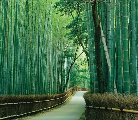 Bambusa Bambos Bambusa Arundinacea Giant Bamboo 80 Seeds - Etsy