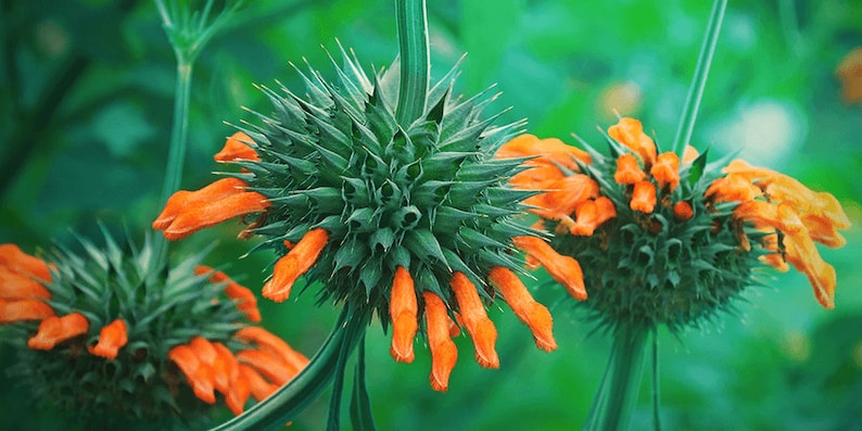 Leonotis Leonurus 20 Seeds Lion's Tail Wild Dagga | Etsy