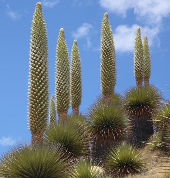 PUYA Raimondii 5 Seeds Giant Bromeliad World record | Etsy
