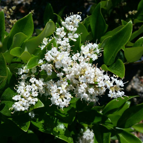 Folha De Ligustrum Japonicum Japanse Liguster Ligustrum Japonicum