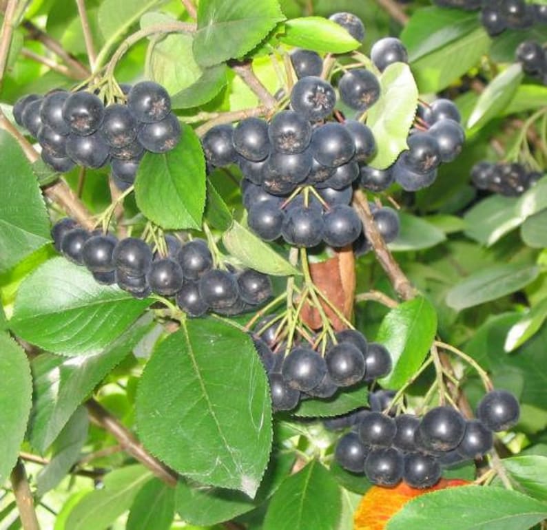 BLACK CHOKEBERRY Aronia Melanocarpa 50 Seeds Bonsai - Etsy